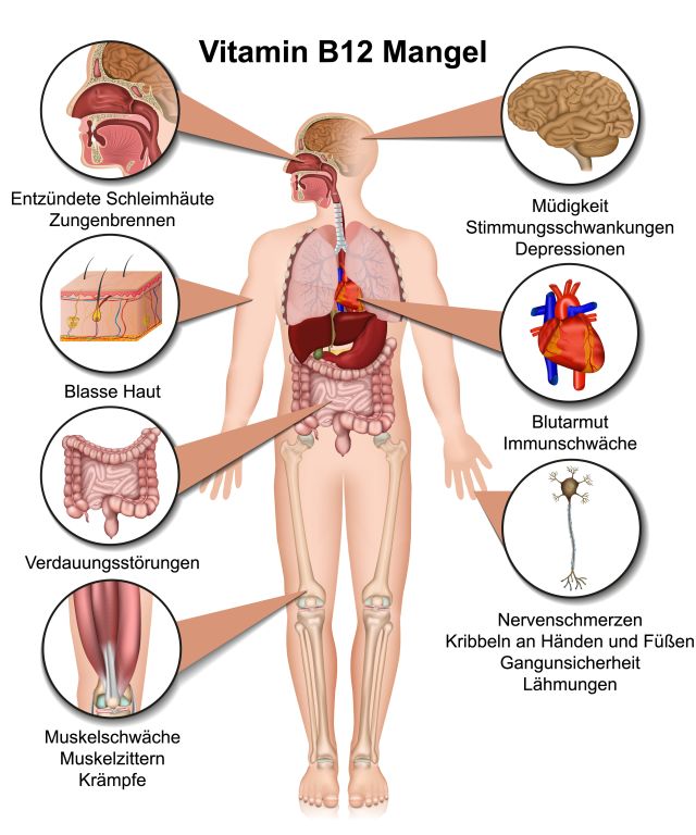 Vitamin B15 Mangel Symptome